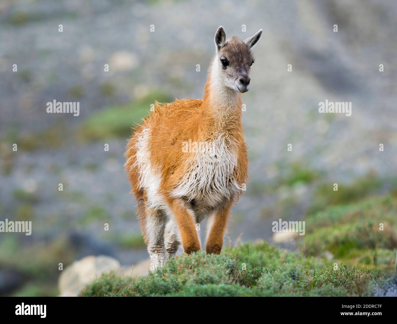 Guanaco baby, Torres del Paine National Park Patagonia, Chile Stock ...