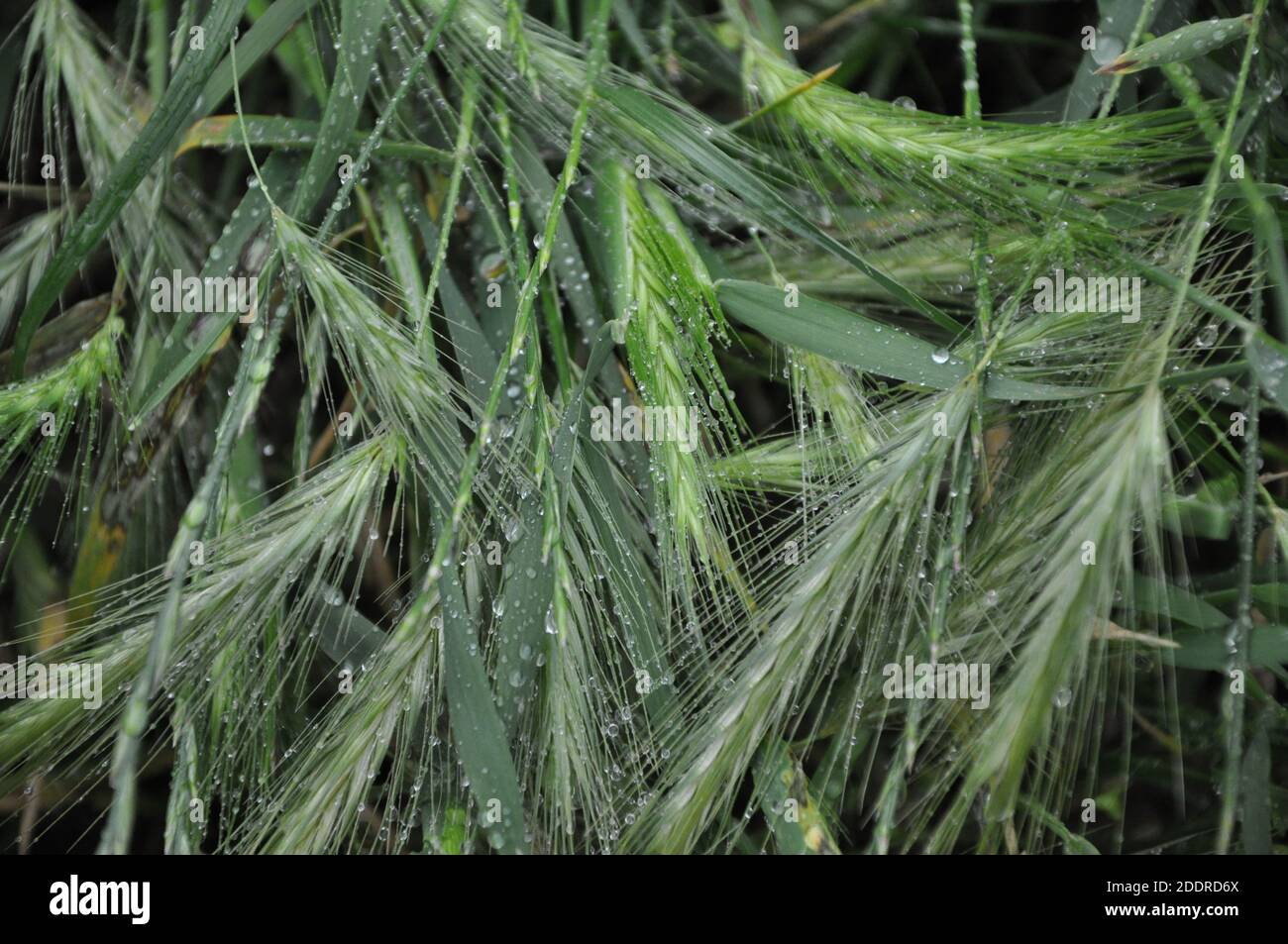 Fresh green spikelet. wheat grass closeup. plant of rye. wheat ...