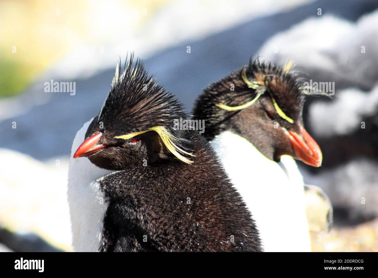 Rockhopper penguin colony West Point, Falkland Islands, Malvinas Stock ...