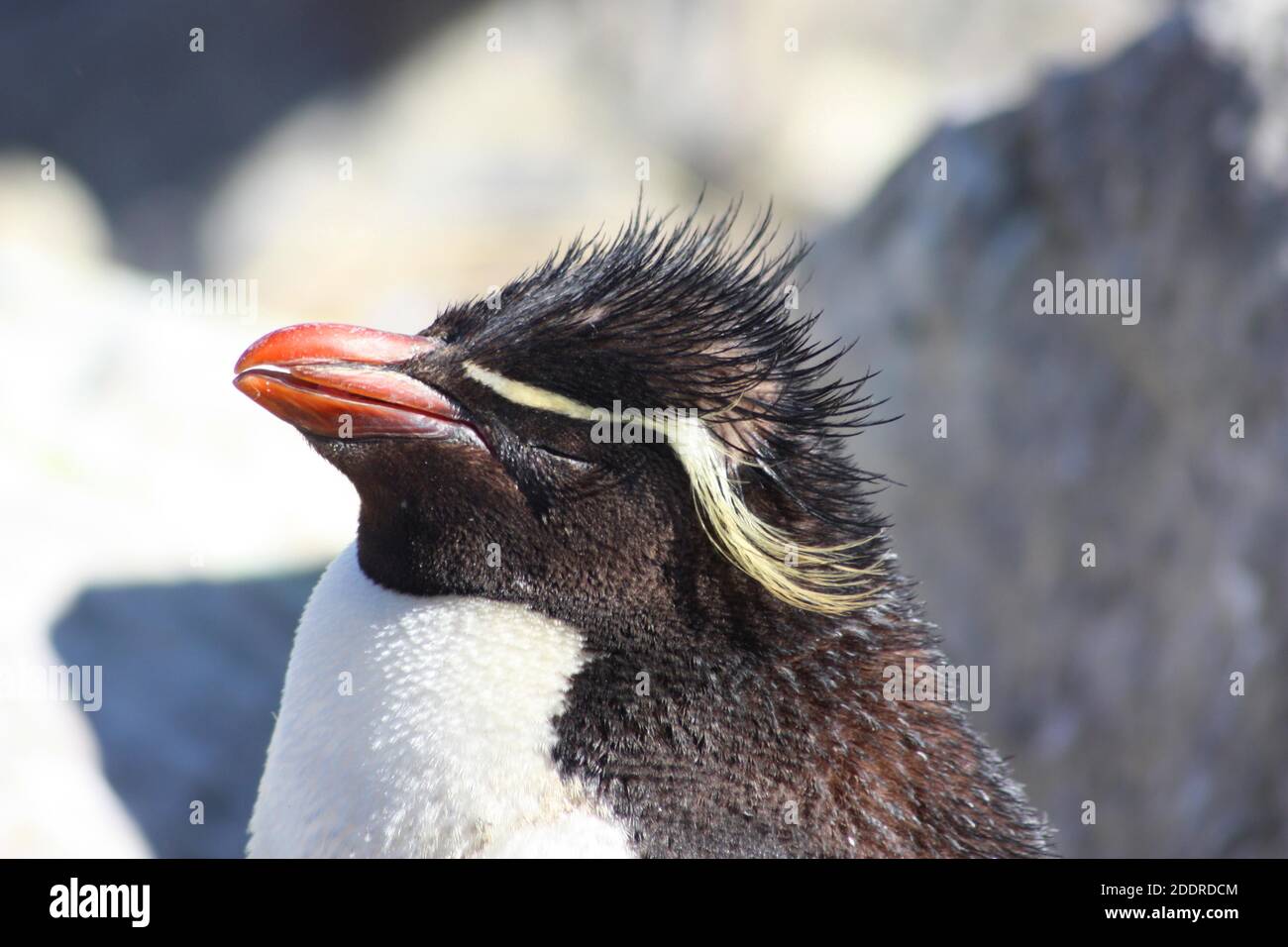 Rockhopper penguin colony West Point, Falkland Islands, Malvinas Stock ...