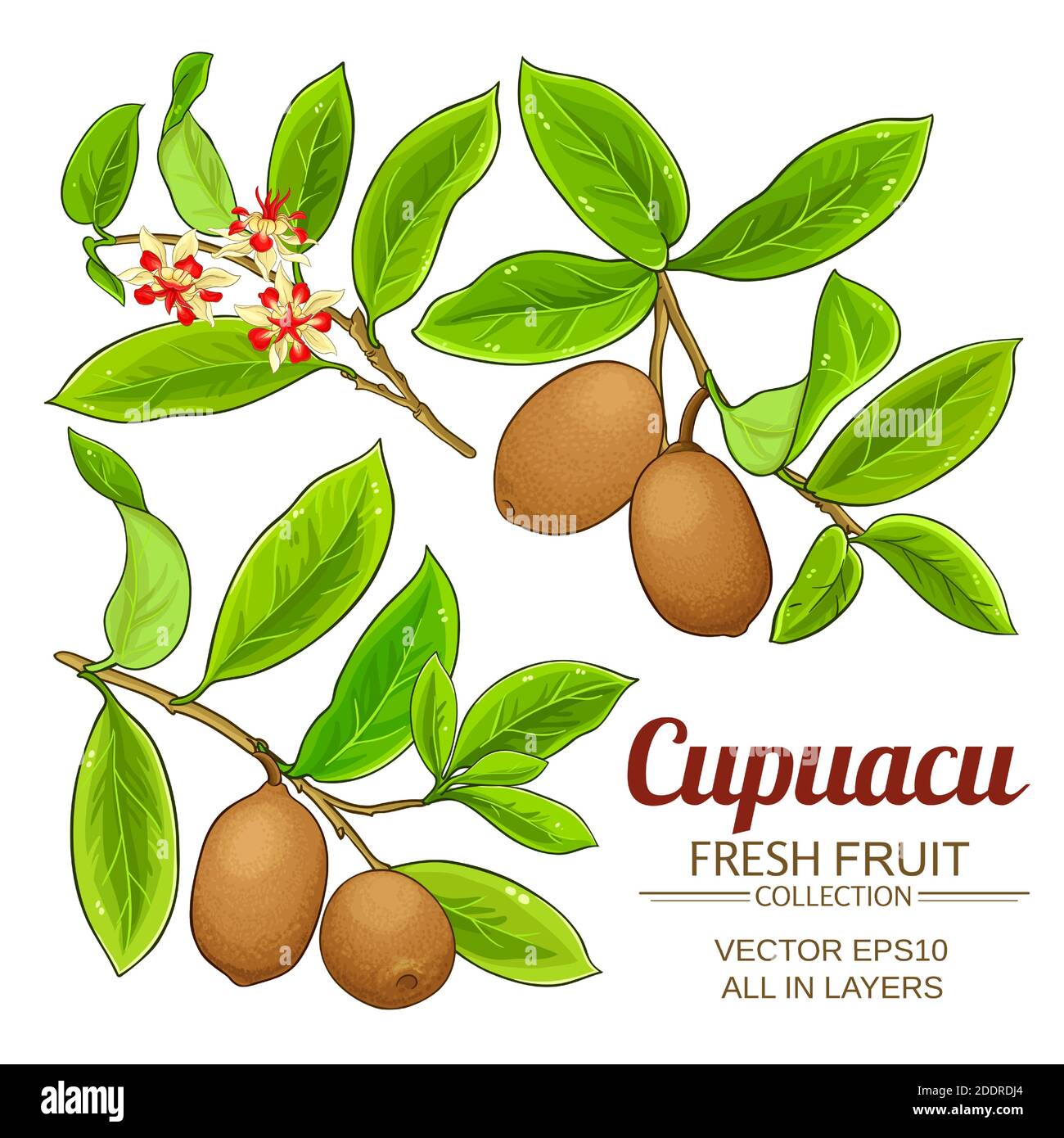 cupuacu vector set Stock Vector Image & Art - Alamy