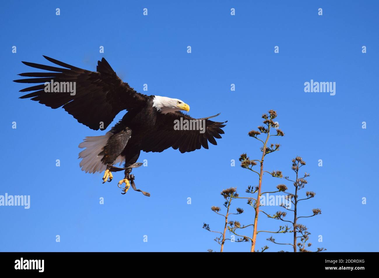 Bald Eagle Flying Stock Photo - Alamy