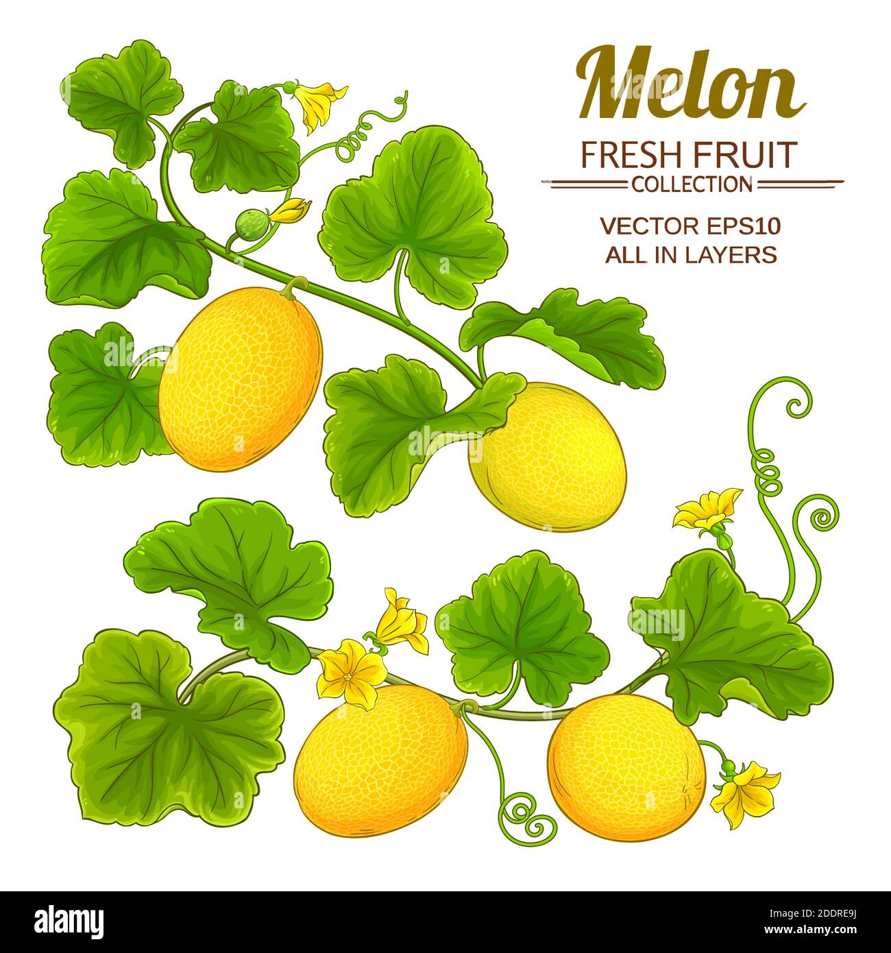 melon vector set Stock Vector Image & Art - Alamy