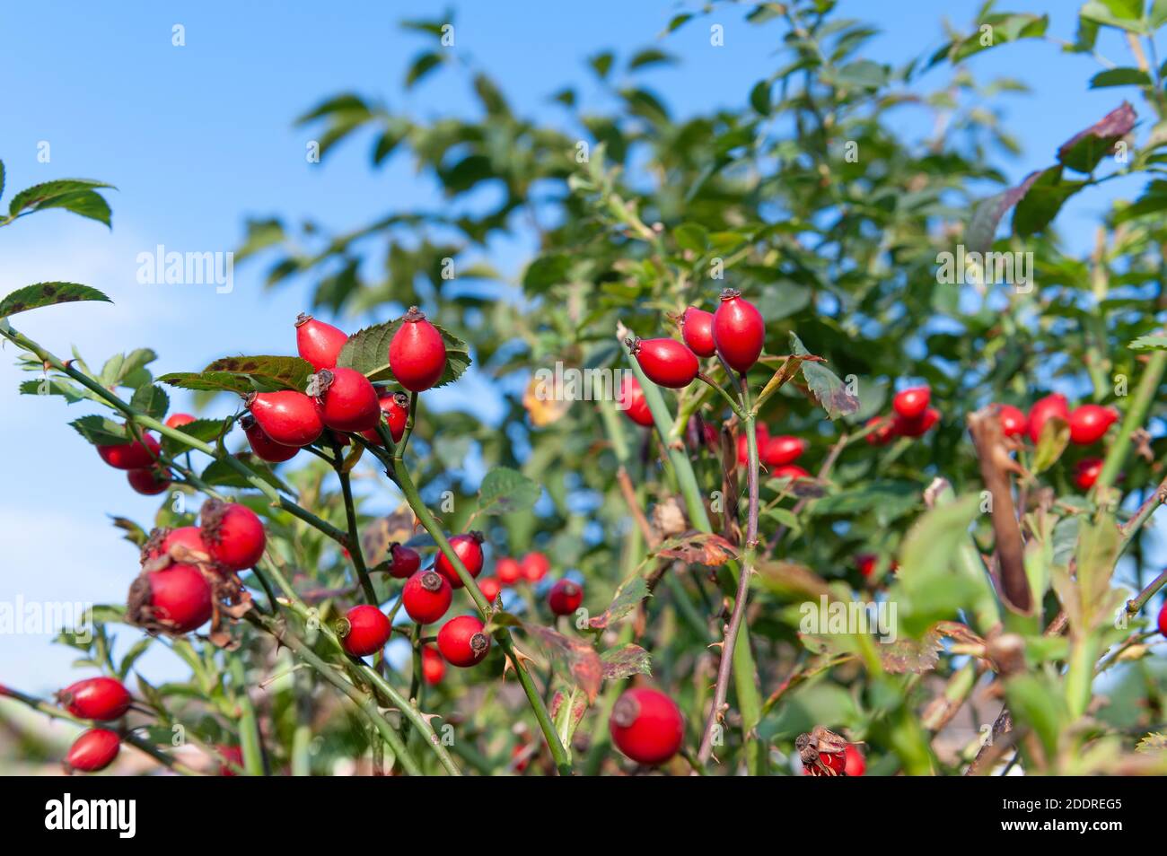 Hips and haws hi-res stock photography and images - Alamy
