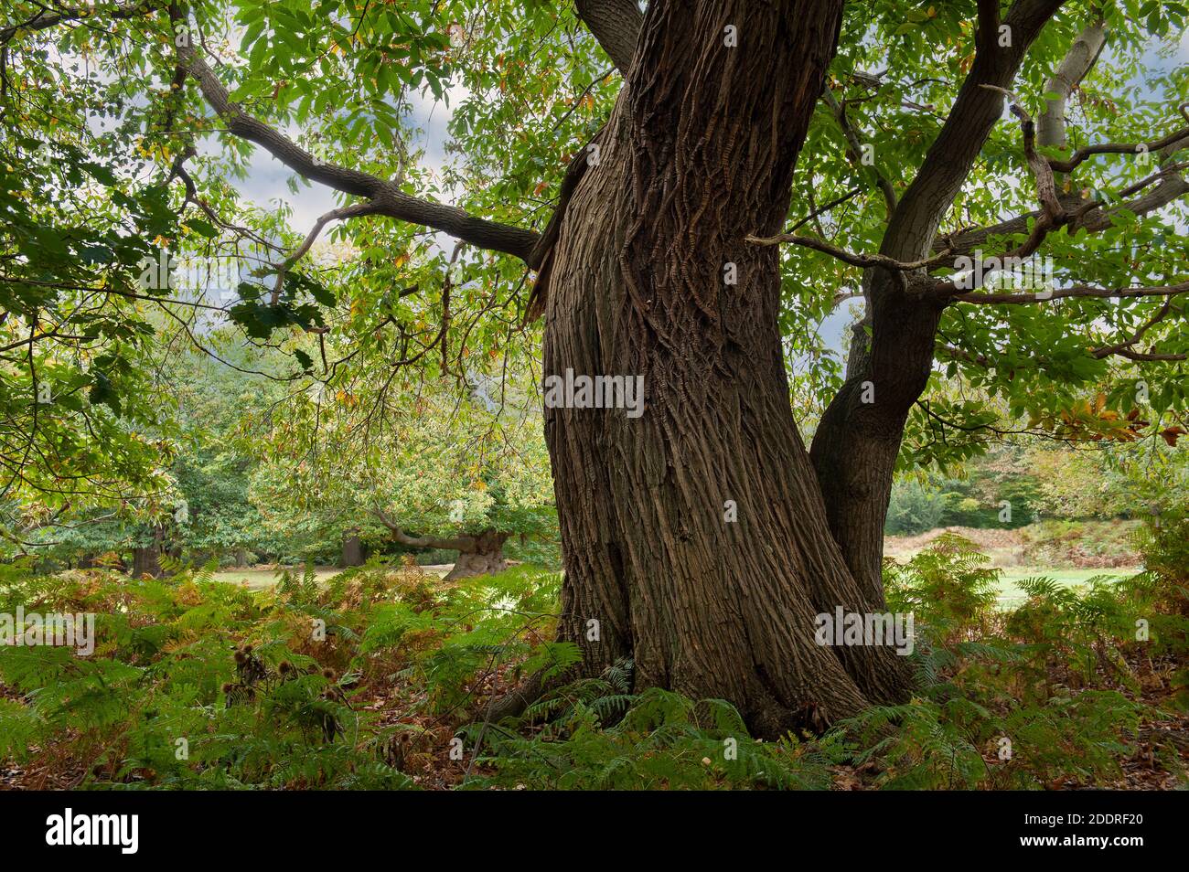 Beneath a massive sweet chestnut Castanea sativa tree in ancient ...