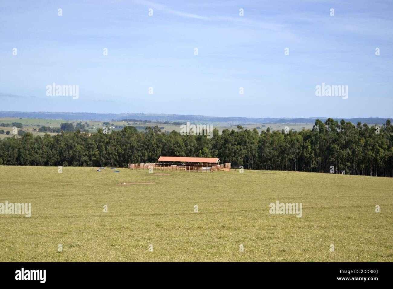 Cattle farm in Brazil, with green nature and enclosure for cattle, with ...