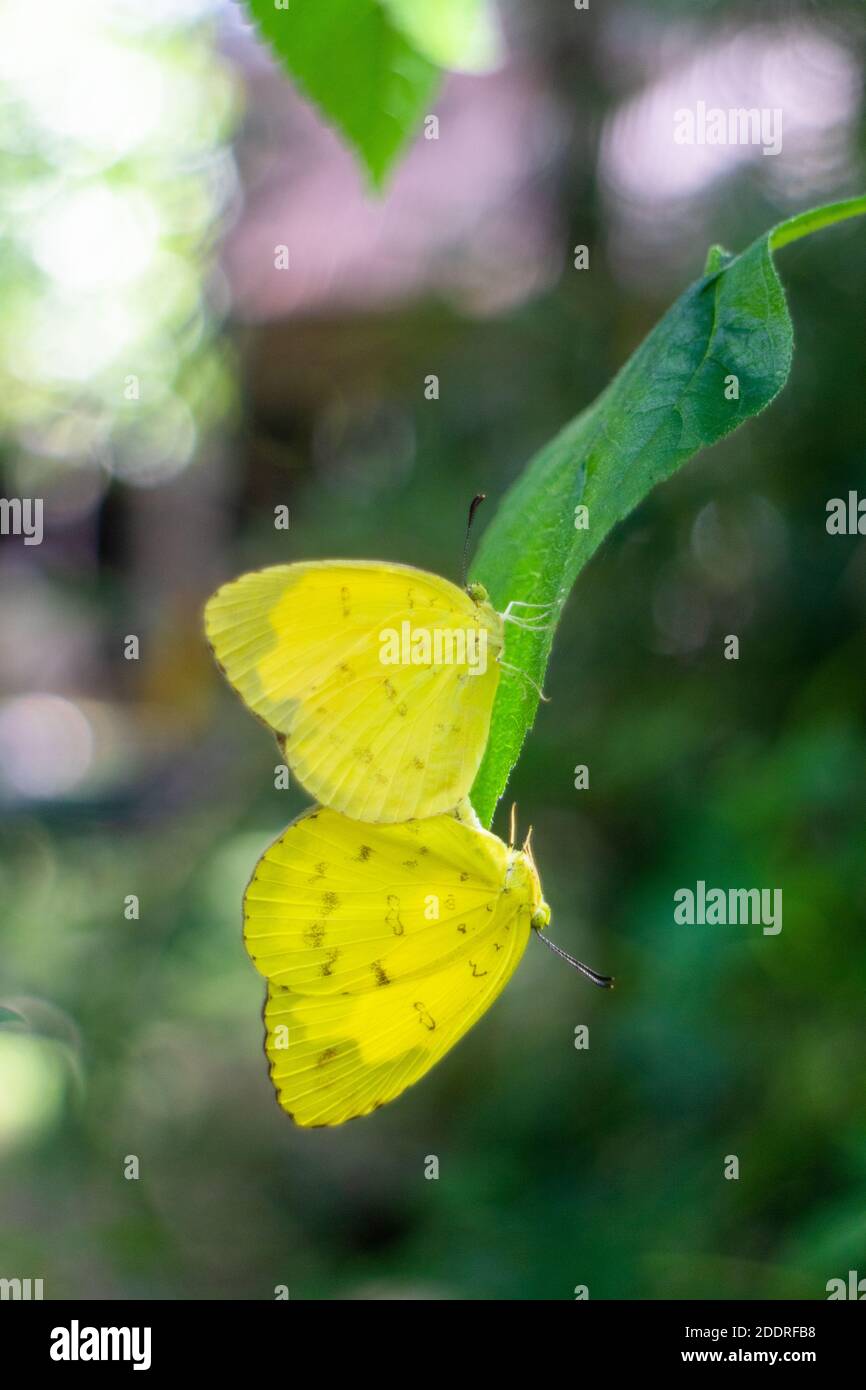 Philippine insects hi-res stock photography and images - Alamy