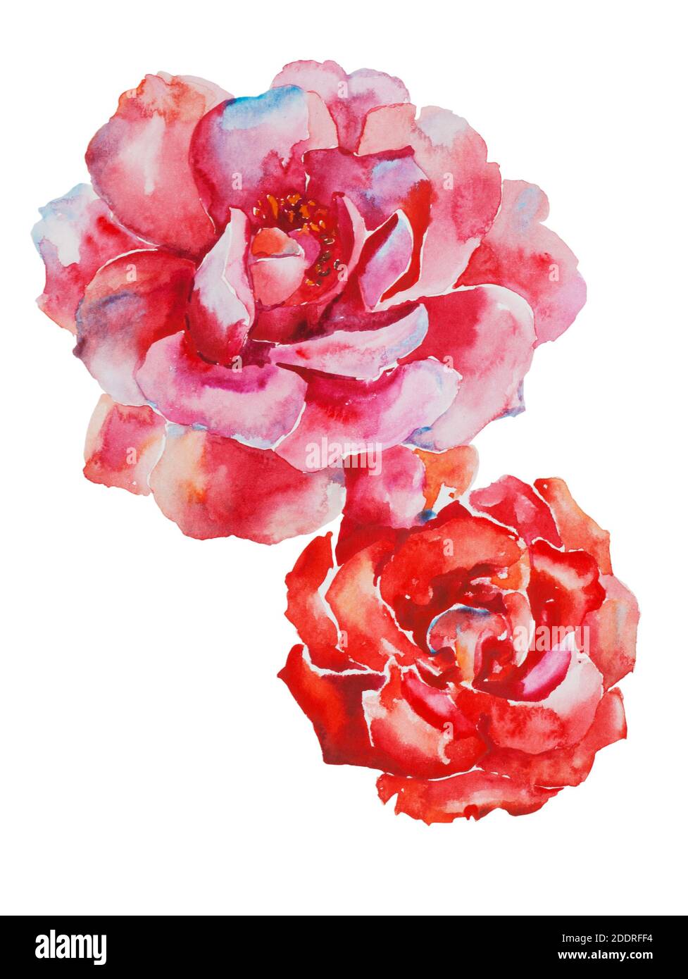 Two pink and red roses flowers original watercolor art isolated on ...
