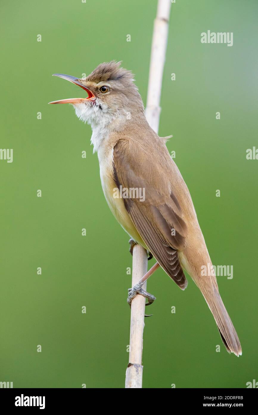 Great Reed Warbler (Acrocephalus arundinaceus), side view of an adult ...