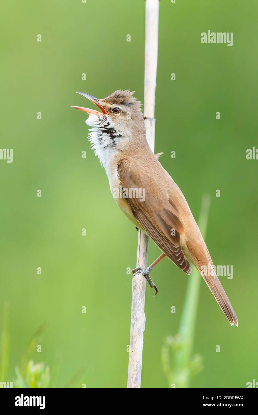 Great Reed Warbler (Acrocephalus arundinaceus), side view of an adult ...