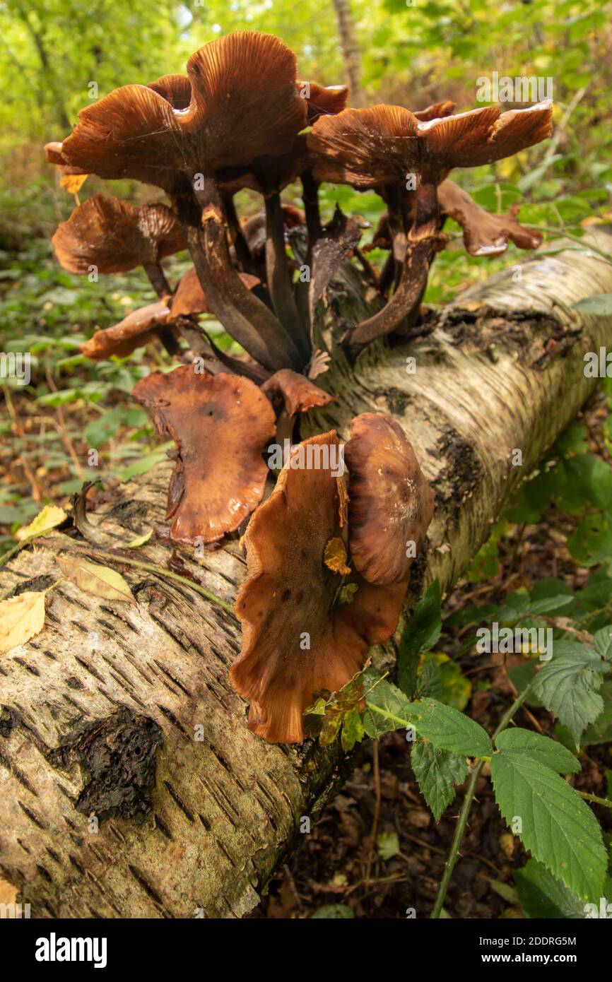 Fungi Erupting Out Of A Fallen Birch Tree Trunk Synonym For Death 
