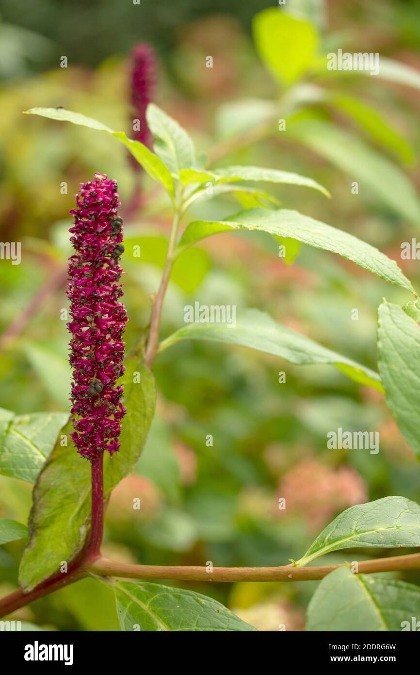 American poke root hi-res stock photography and images - Alamy