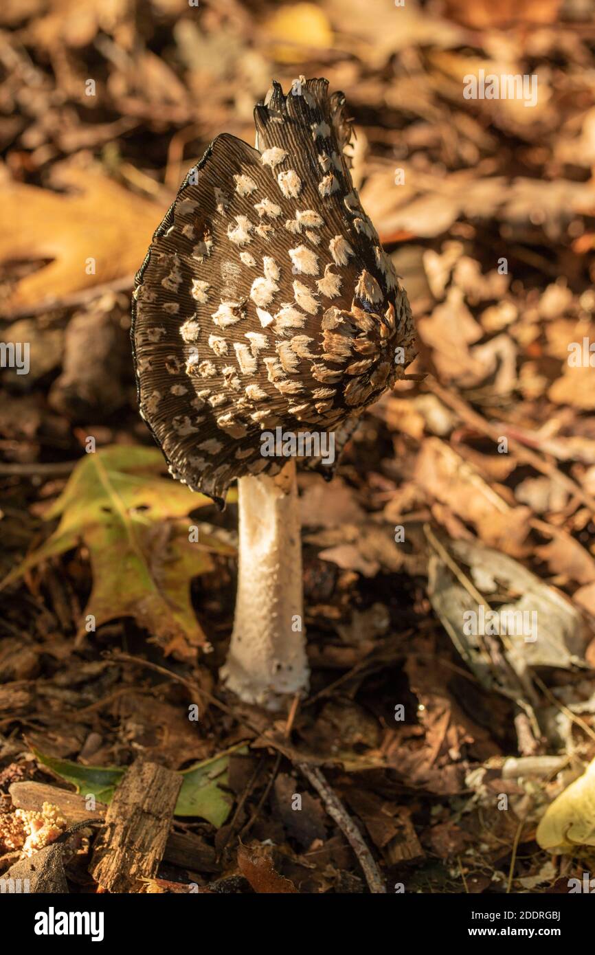 Magpie inkcaps hi-res stock photography and images - Alamy