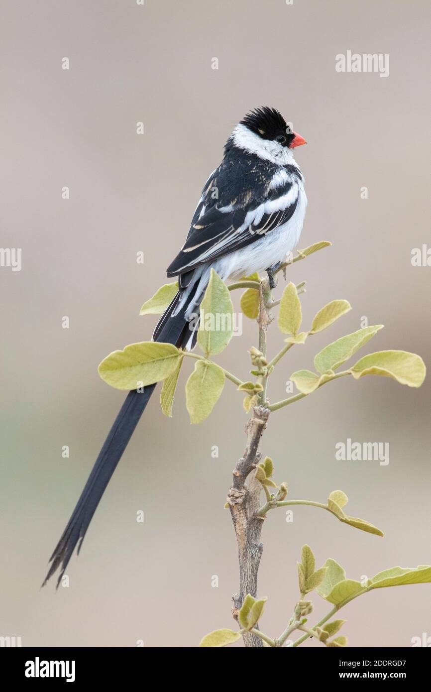 Pin tailed whydah vidua macroura adult male hi-res stock photography ...