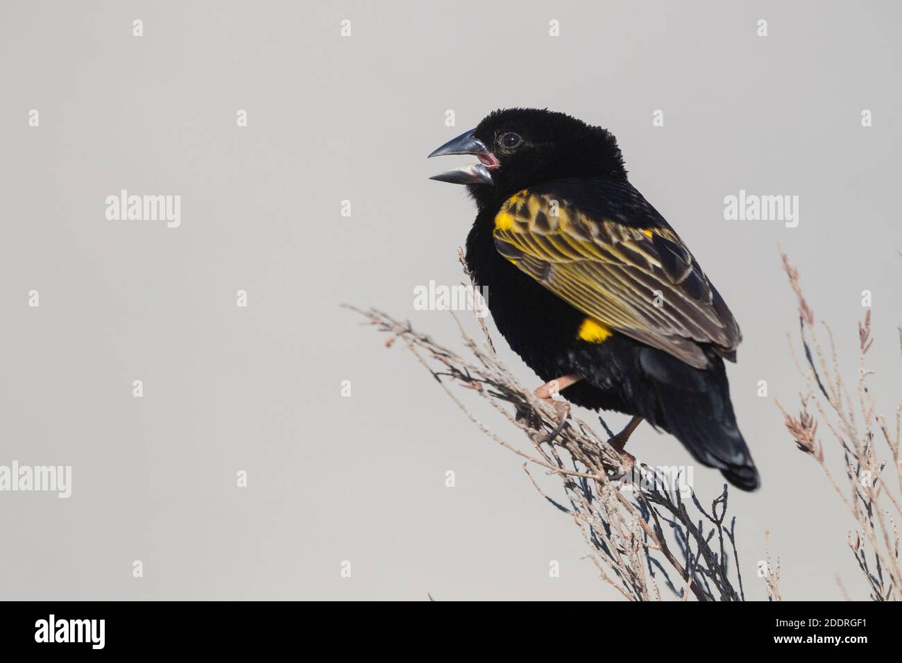 Yellow Bishop (Euplectes capensis), adult male in breeding plumage ...
