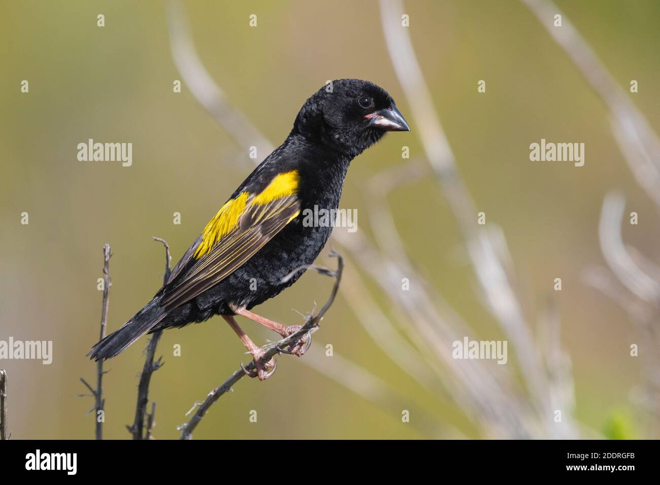 Yellow Bishop (Euplectes capensis), side view of an adult male in ...