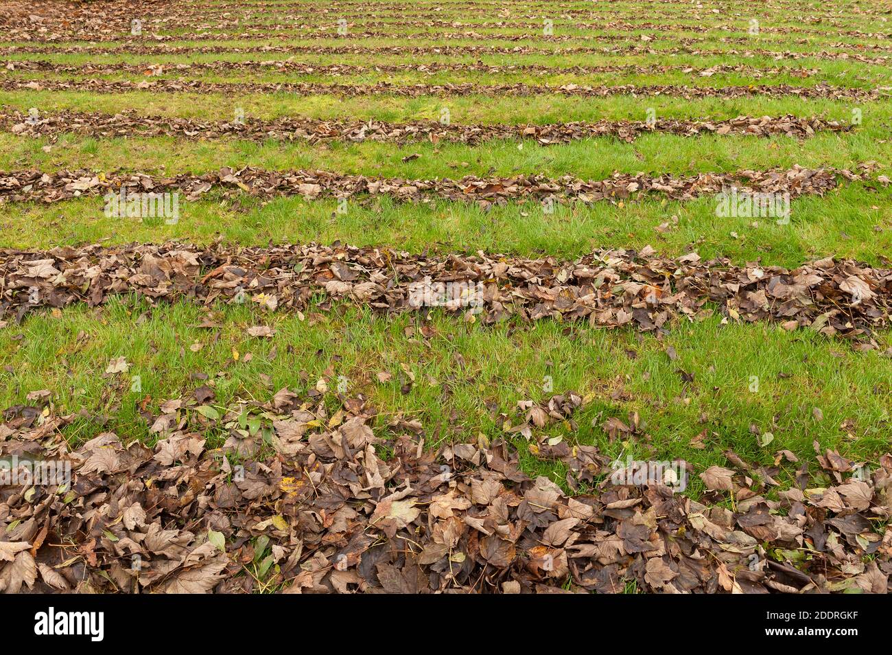Rows of sycamore, ash, birch leaves raked up into rows to allow grass ...