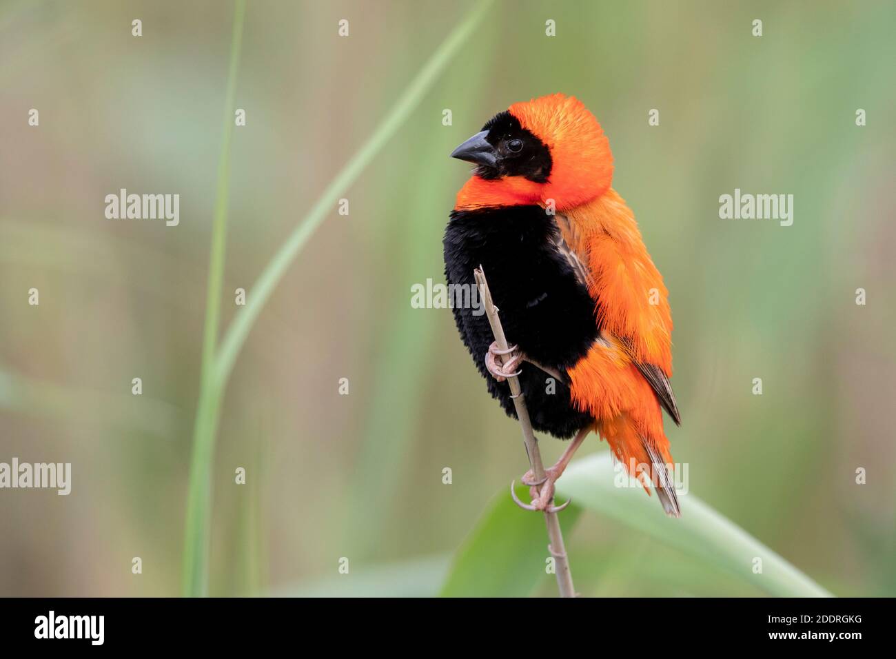 Red bishop hi-res stock photography and images - Alamy