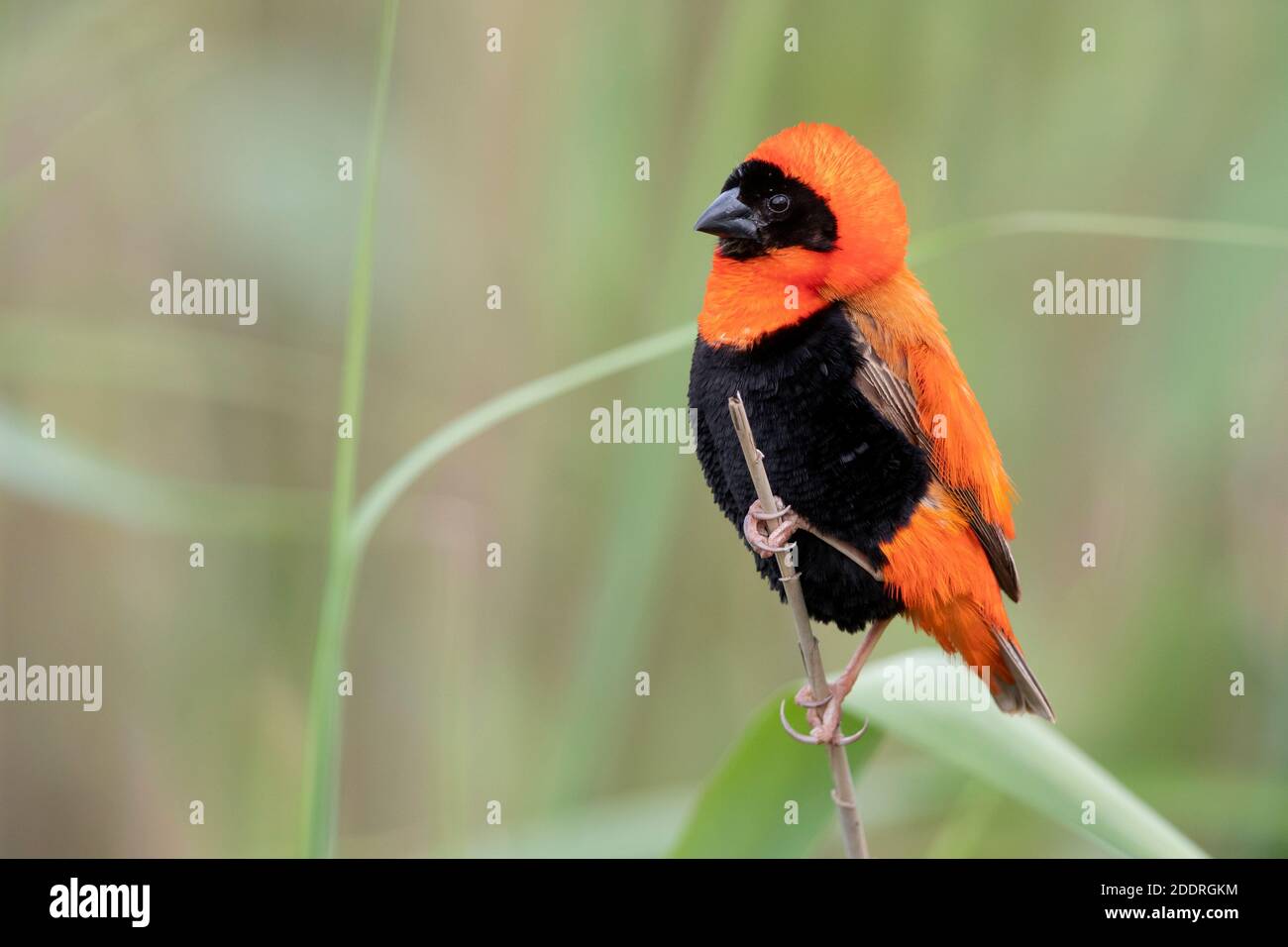 Southern Red Bishop (Euplectes orix), side view of an adult male in ...