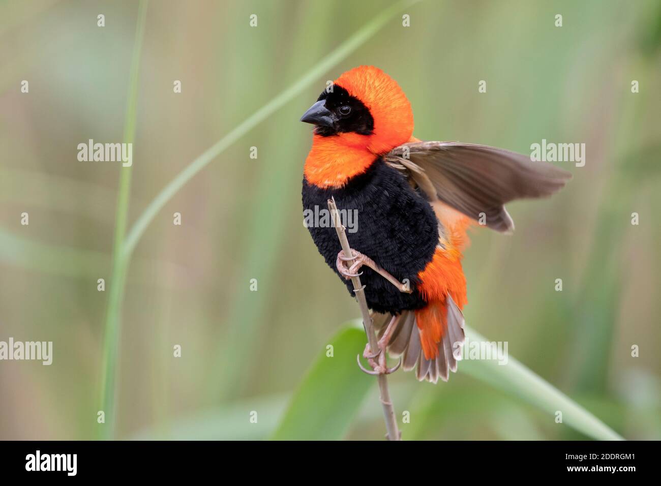 Southern Red Bishop (Euplectes orix), side view of an adult male in ...