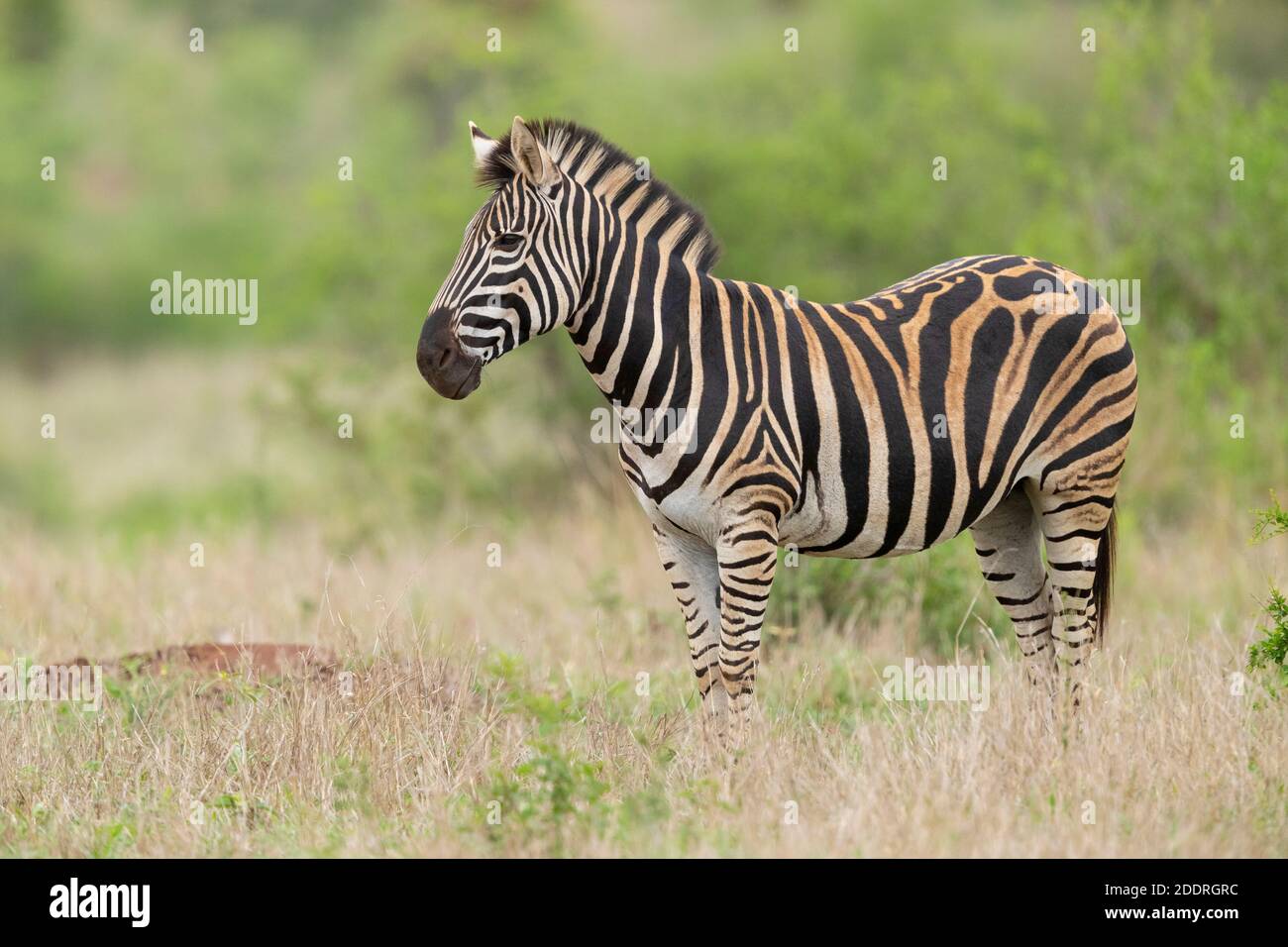 Burchell's Zebra (Equus quagga burchellii), side view of an adult ...