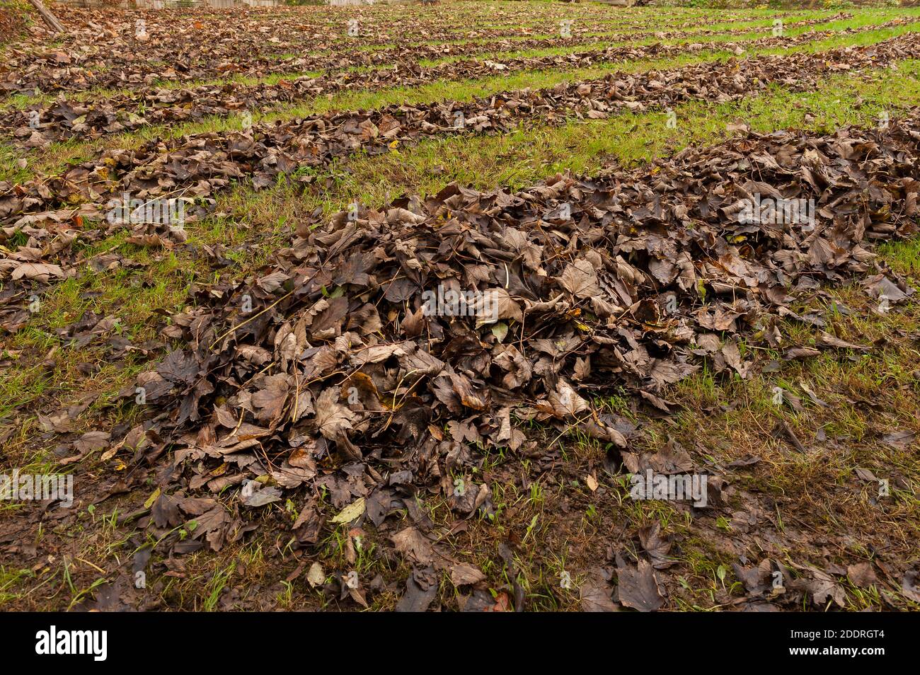 Rows of sycamore, ash, birch leaves raked up into rows to allow grass ...