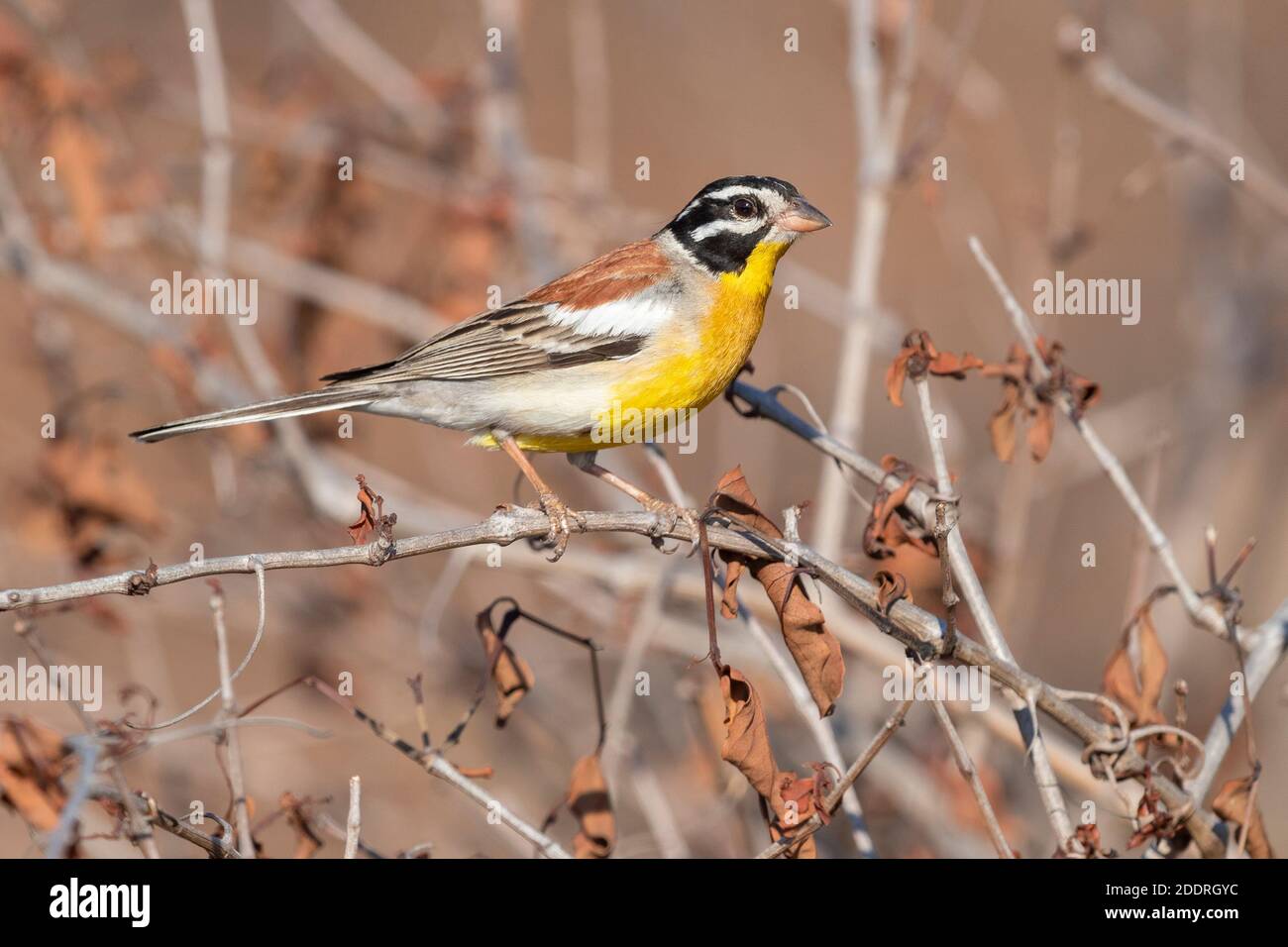 Golden bunting hi-res stock photography and images - Alamy