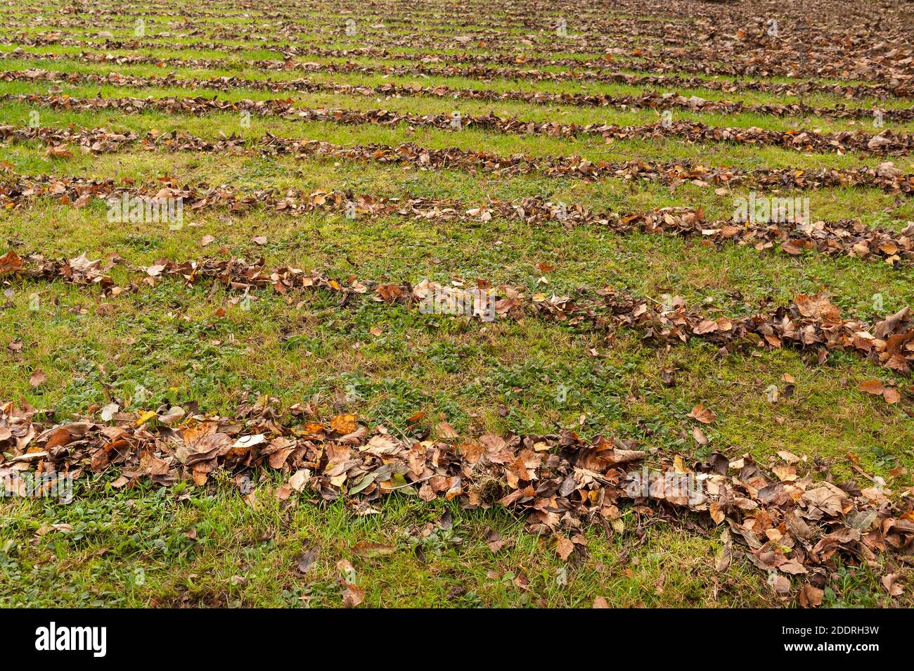 Rows of sycamore, ash, birch leaves raked up into rows to allow grass ...