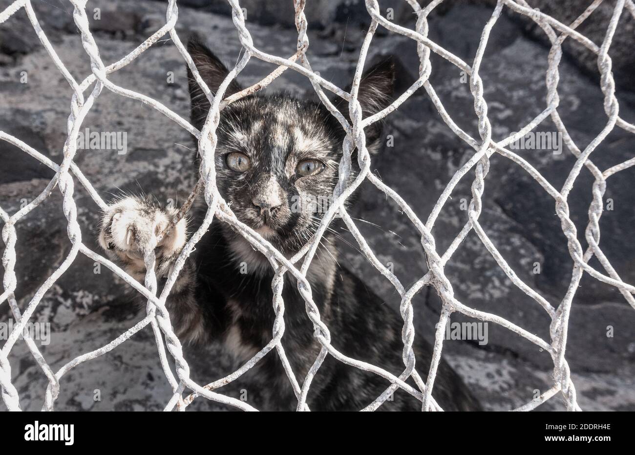 Feral cat/kitten behind wire fence Stock Photo - Alamy