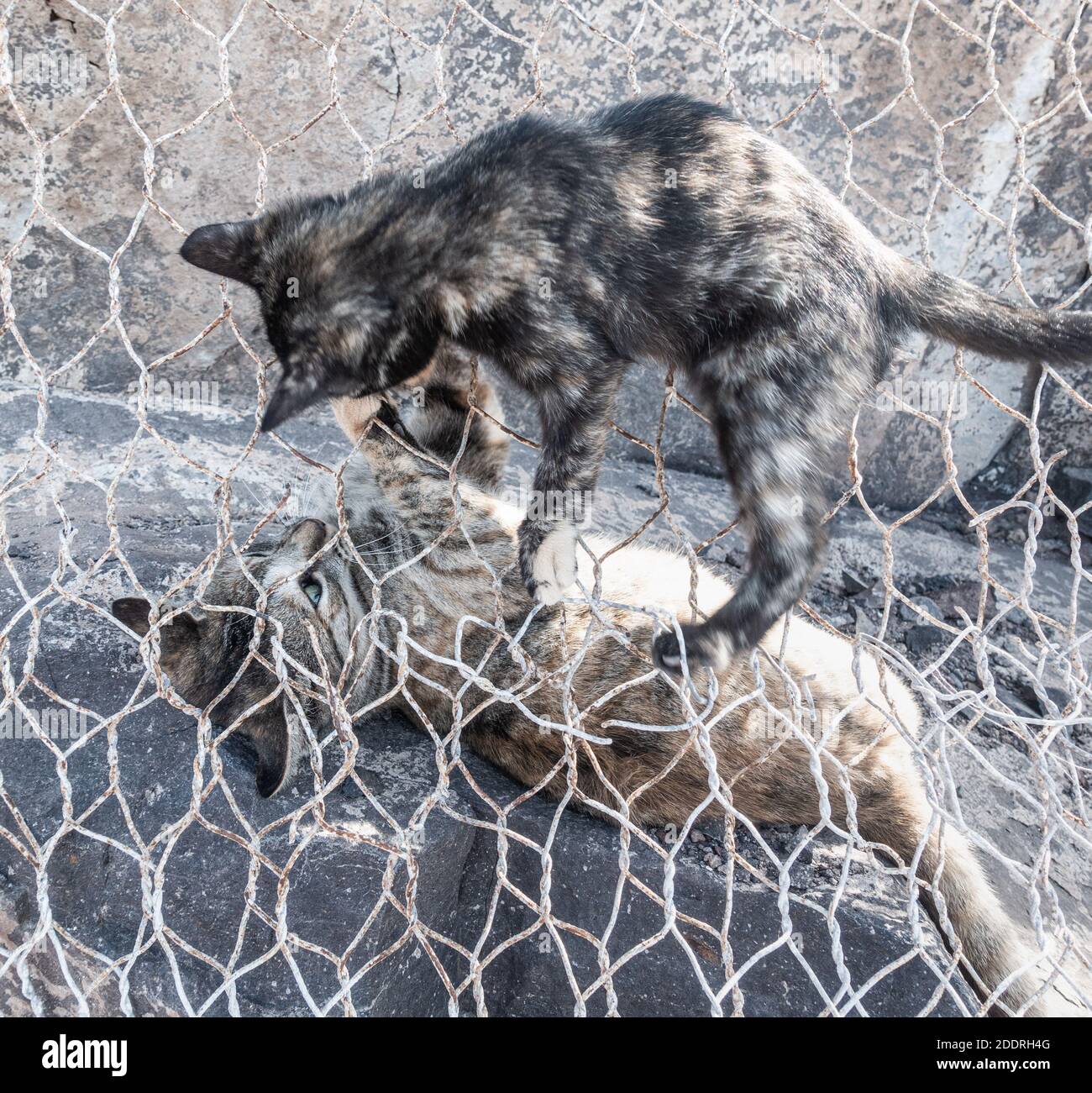 Feral cat hi-res stock photography and images - Alamy