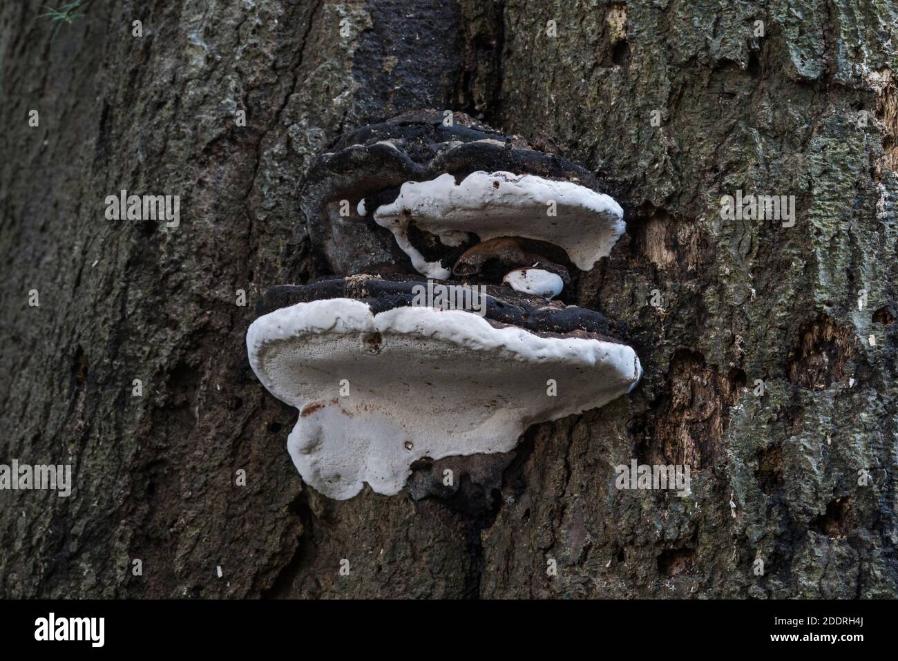 Underside of a bracket fungus (Ganoderma sp Stock Photo - Alamy