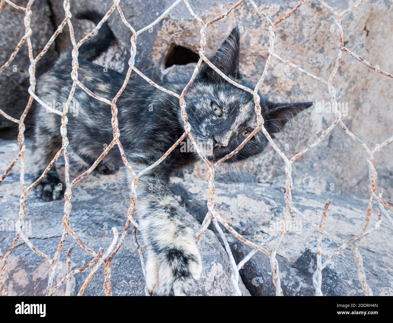 Feral cat/kitten behind wire fence Stock Photo - Alamy