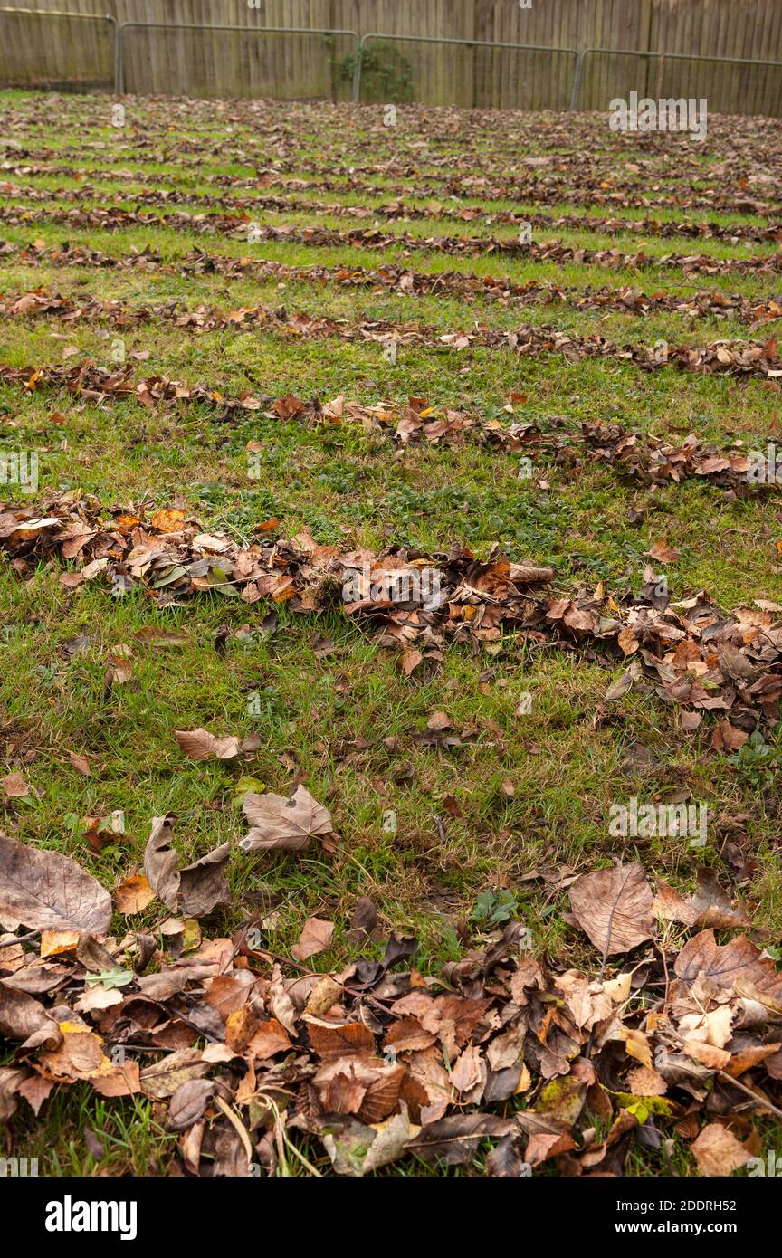 Rows of sycamore, ash, birch leaves raked up into rows to allow grass ...