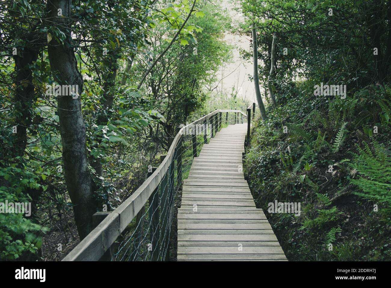 Wooden boardwalk footpath through trees, woodland Stock Photo - Alamy