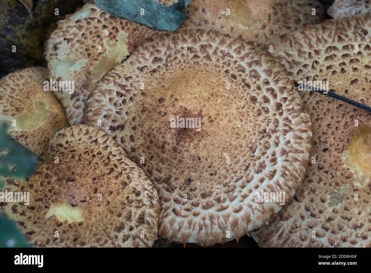 Fungus - Shaggy Scalycap (Pholiota squarrosa Stock Photo - Alamy