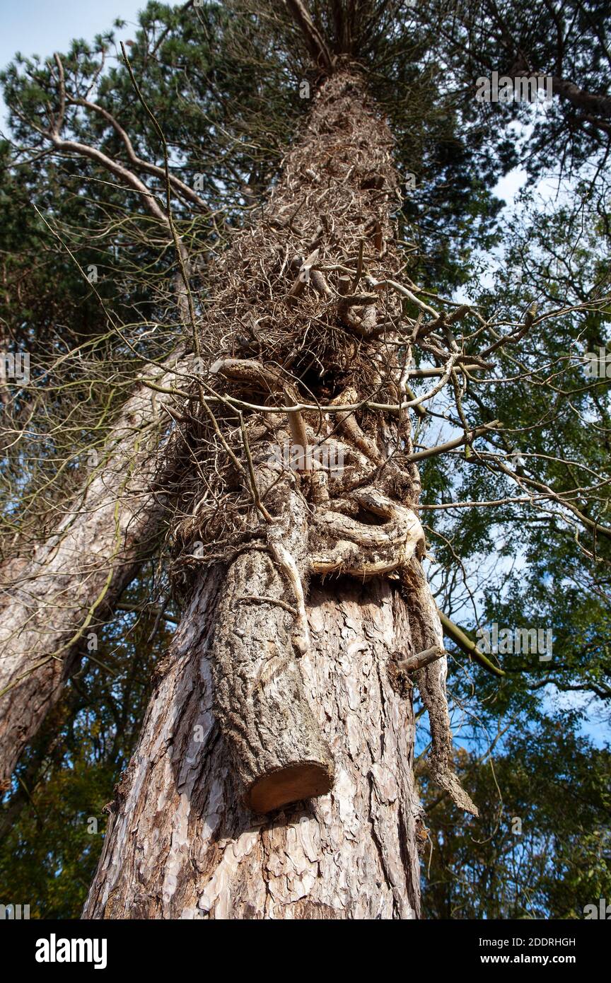 Huge thick ivy, Hedera helix, growing up row scotts pine, Pinus ...
