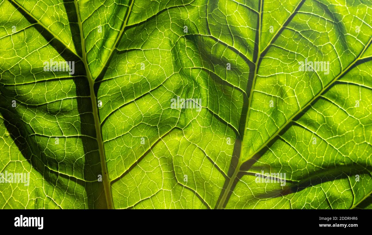 Visible green leaves hi-res stock photography and images - Alamy