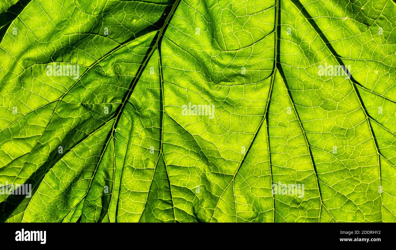 Grunge exotic natural leaves hi-res stock photography and images - Alamy
