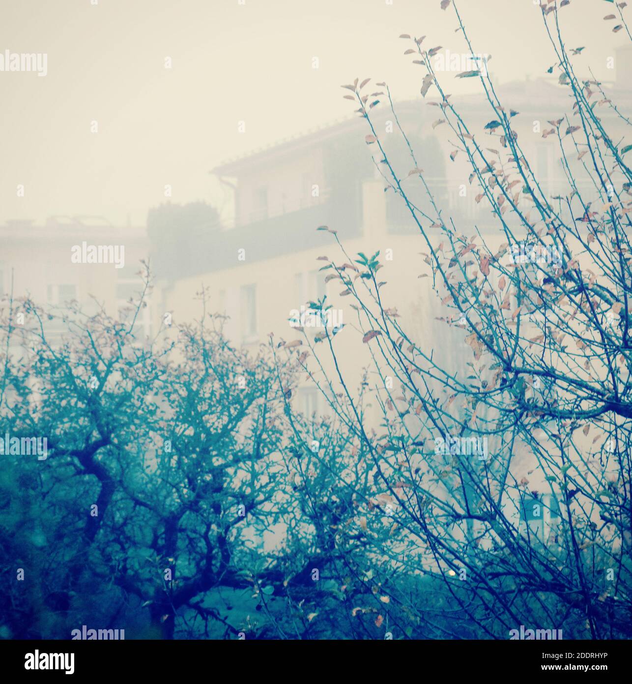 November foggy day, glimpse of a residential building behind the green ...
