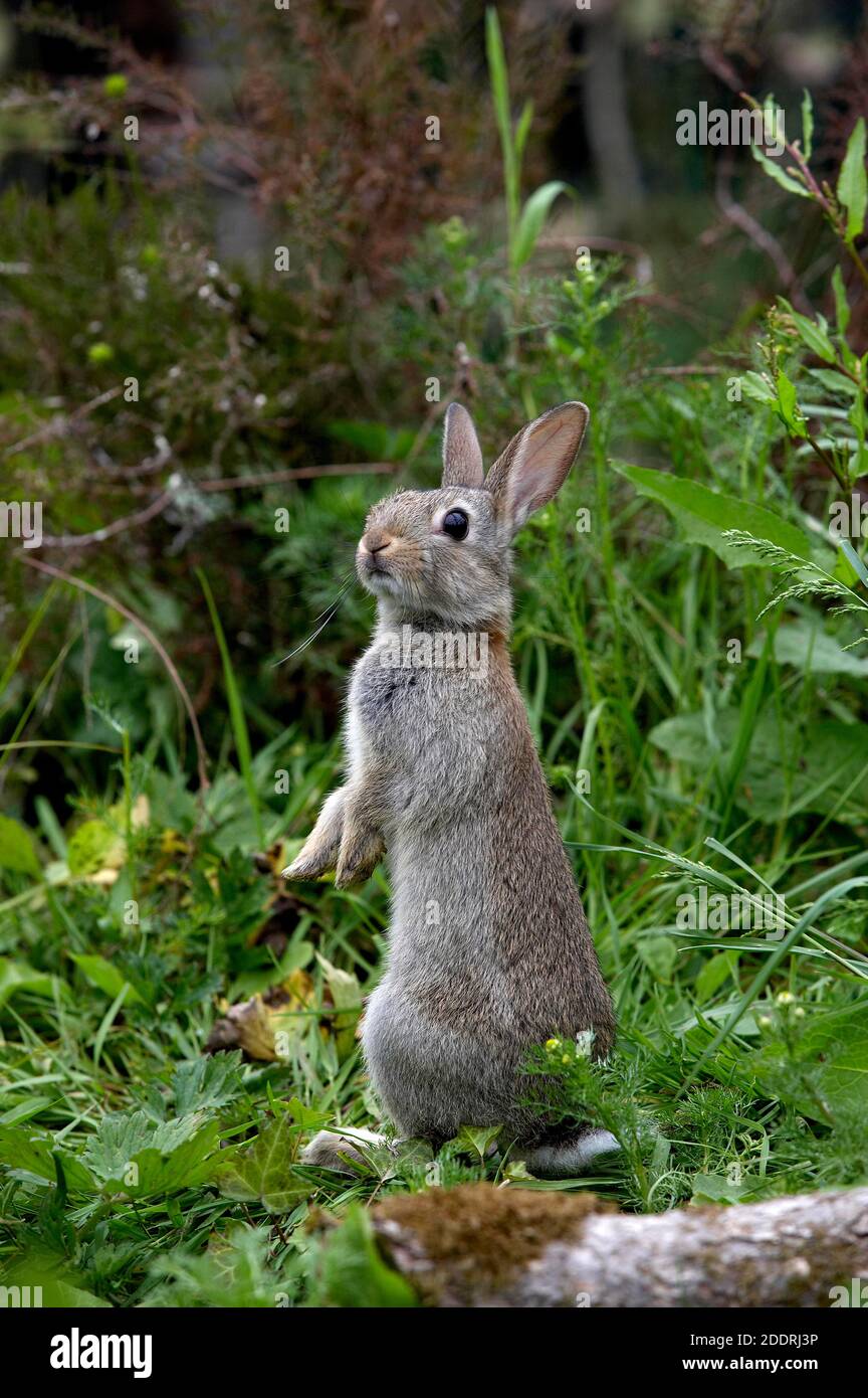 European Rabbit, oryctolagus cuniculus, Young standing on Hind Legs ...