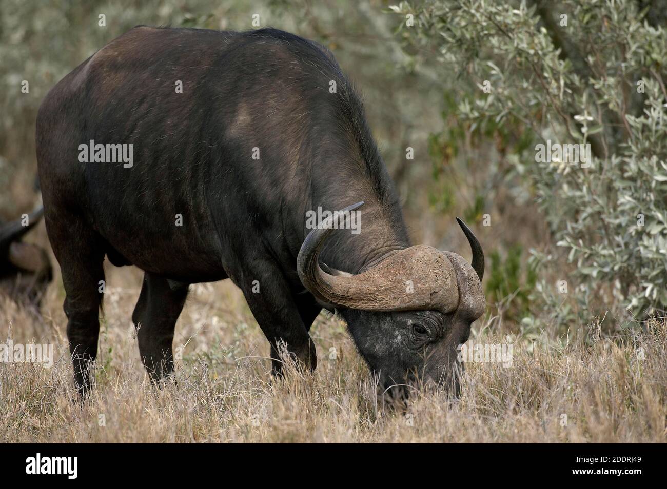 African Buffalo, syncerus caffer, Adult Eating Dry Grass, Hell's Gate ...