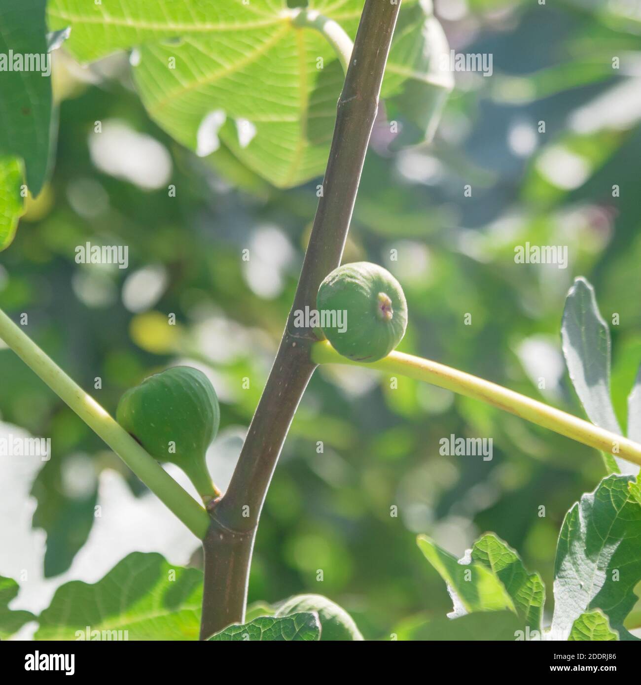 Close up ripening mulberry hi-res stock photography and images - Alamy