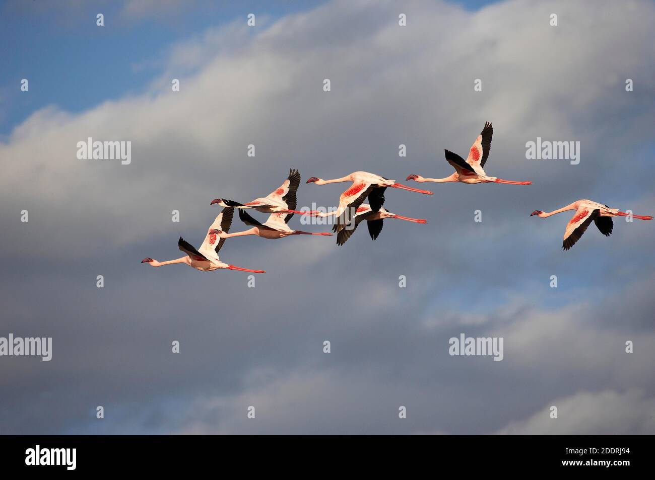 Lesser Flamingo, phoenicopterus minor, Adults in Flight, Nakuru Lake in ...