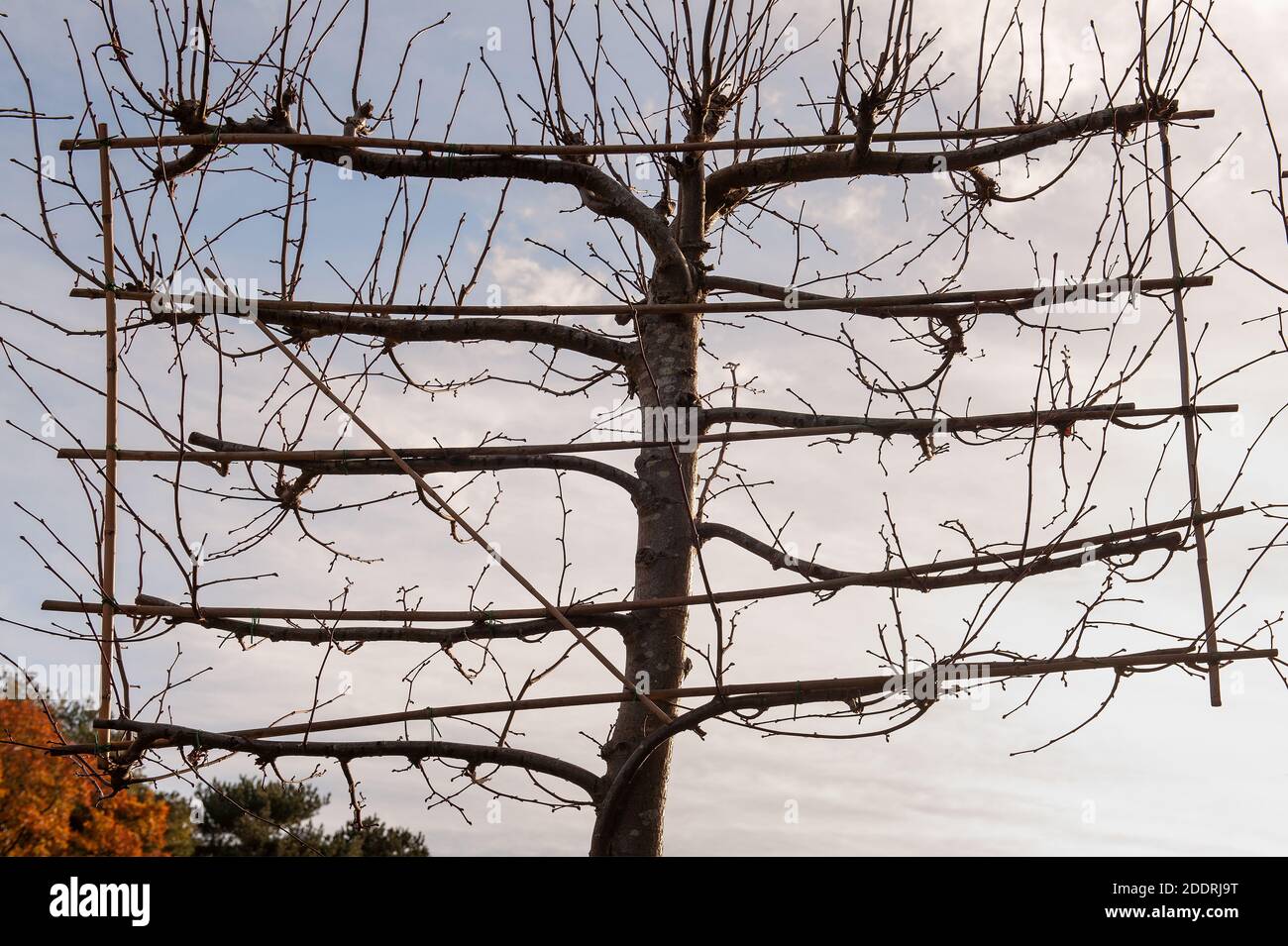 Pleached trees trained on bamboo cane frame work to establish distinct ...