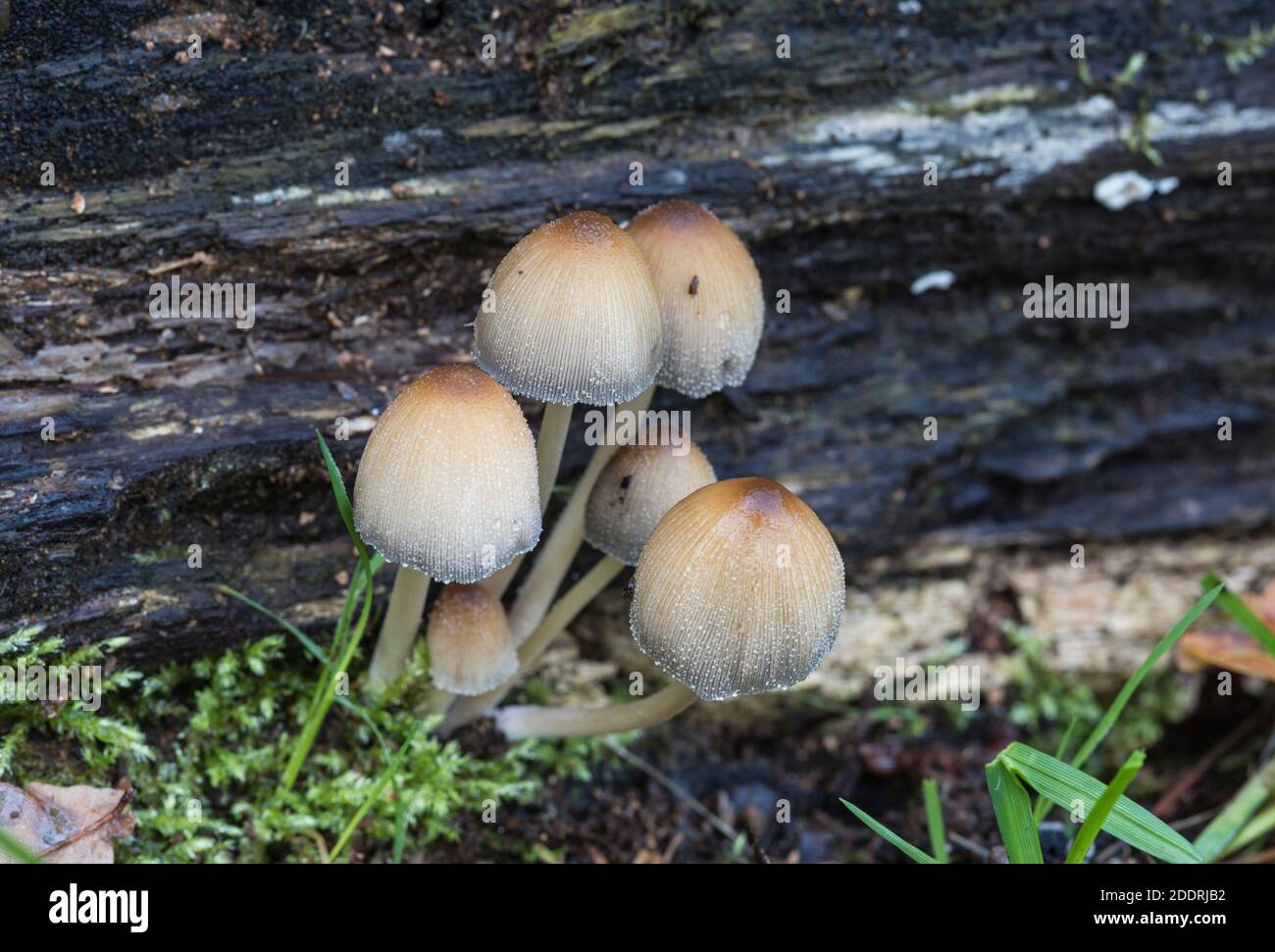 Coprinus Sp High Resolution Stock Photography and Images - Alamy