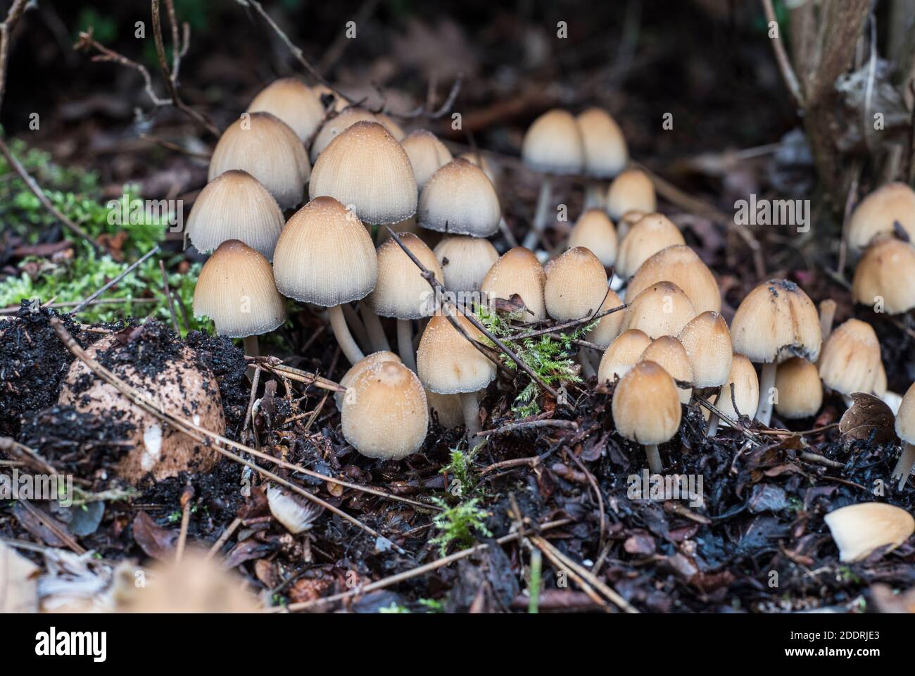 Side view of Inkcap fungi (Coprinus sp Stock Photo - Alamy