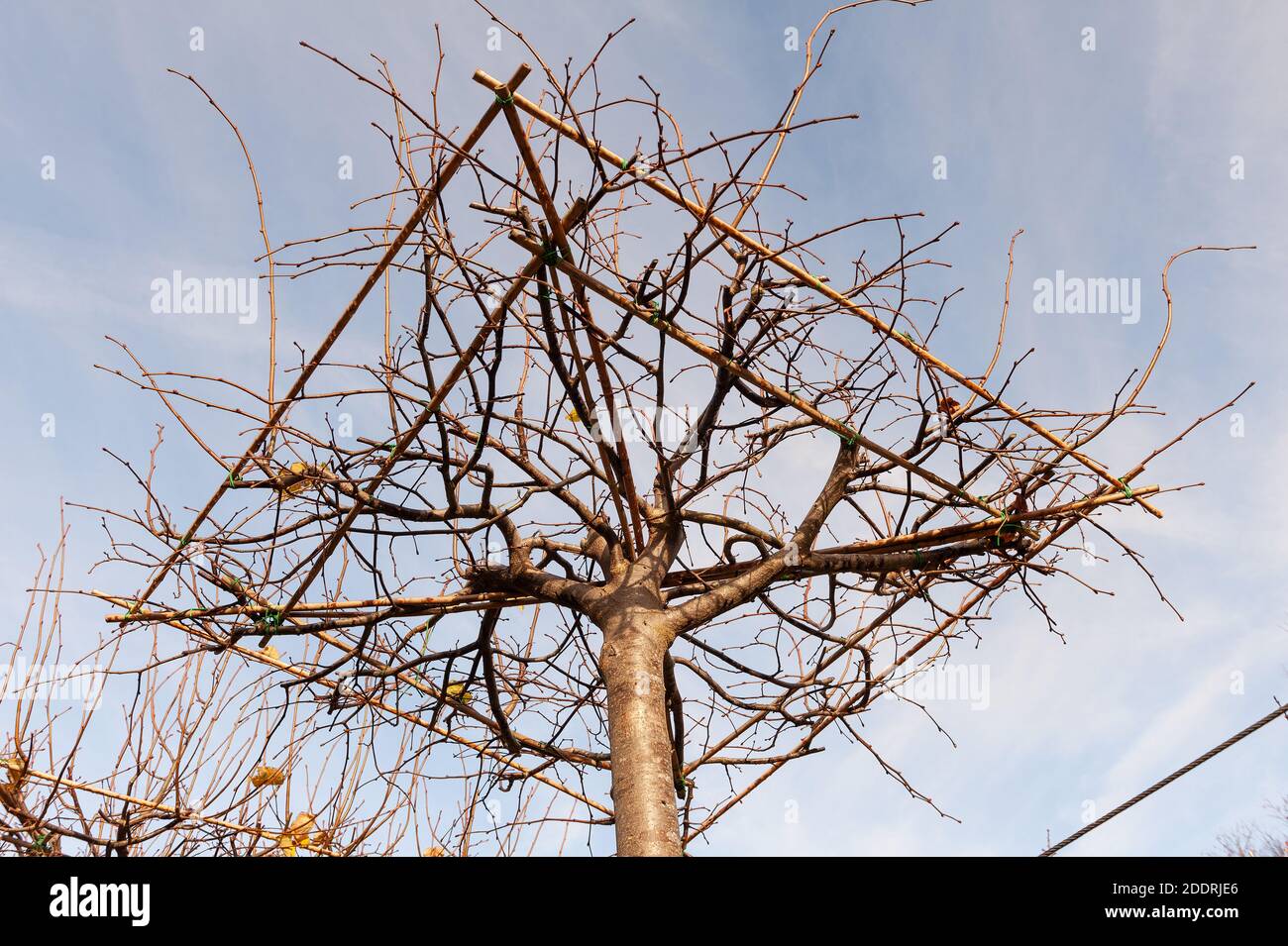 Pleached trees trained on bamboo cane frame work to establish distinct ...