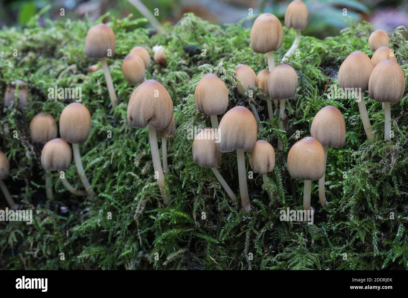 Side view of Inkcap fungi (Coprinus sp Stock Photo - Alamy