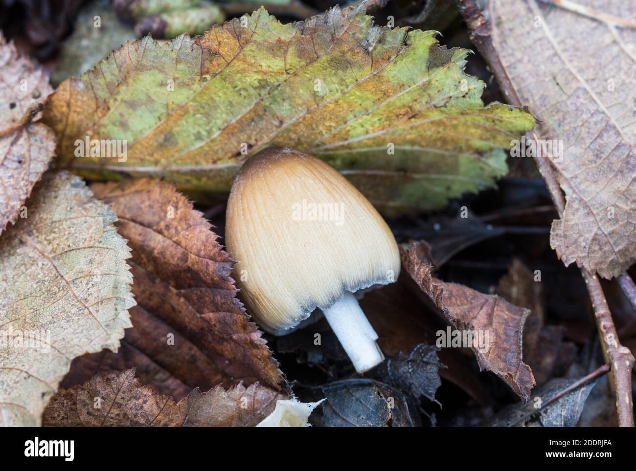 Inkcap fungus (Coprinus sp Stock Photo - Alamy