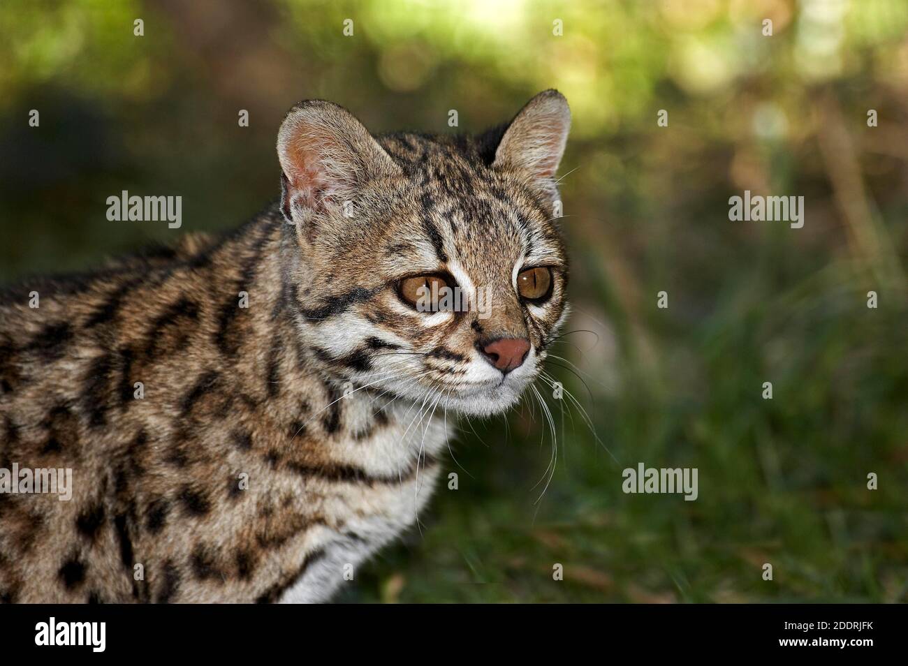 Tiger Cat or Oncilla, leopardus tigrinus, Portrait of Adult Stock Photo ...